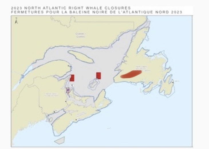 North Shore Lobster Fishermen Affected by DFO Right Whale Closure ...